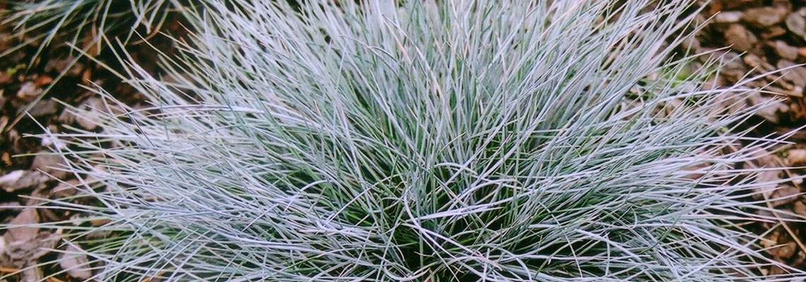 Festuca coxii banner.jpg