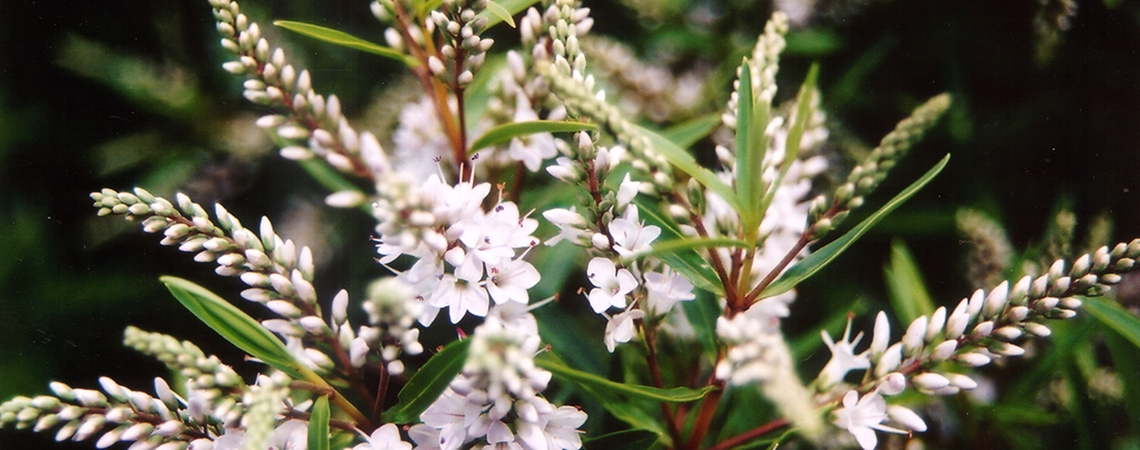 Hebe diosmifolia Wairau Beauty banner.jpg