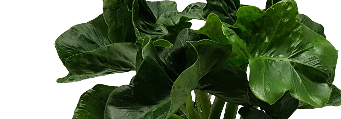 Philo-Atom-Banner-Image.jpg