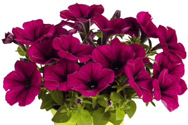 40189_Petunias_RED-FOX-Potu.gif