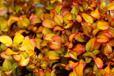 Coprosma-Pina-Colada-tn0.gif