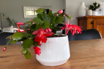 Plant Finder