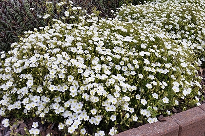 Impatiens